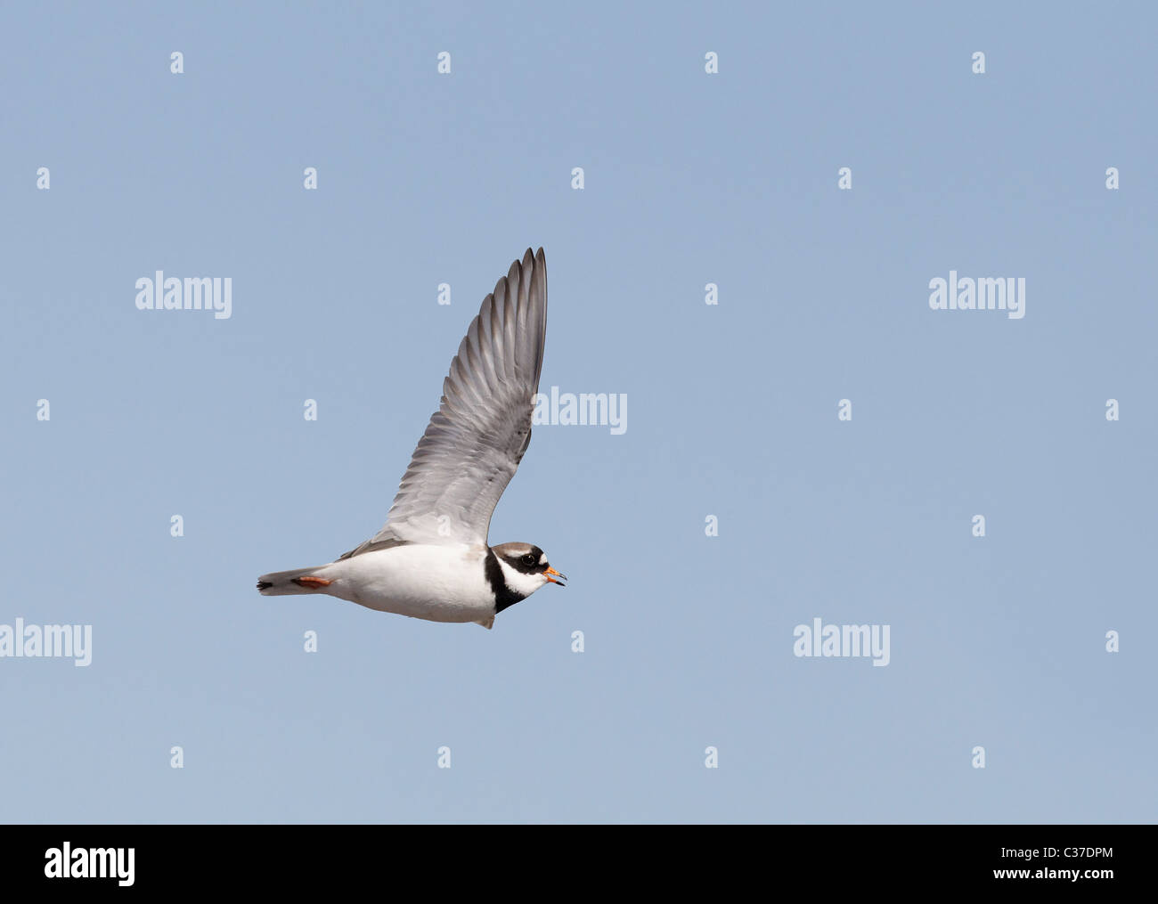 Ringed Plover (Charadrius hiaticula) in flight Stock Photo - Alamy