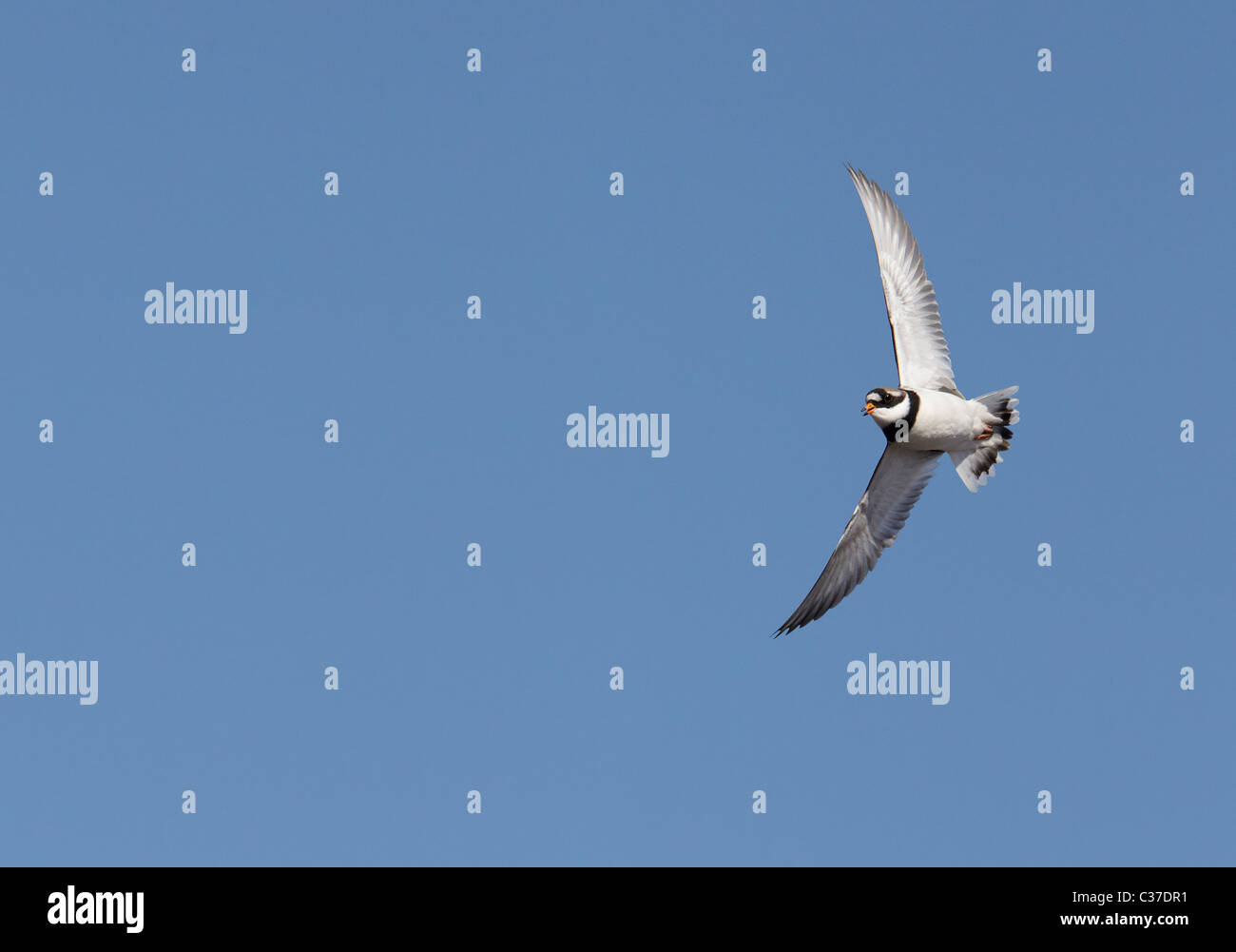 Ringed Plover (Charadrius hiaticula) in flight Stock Photo - Alamy