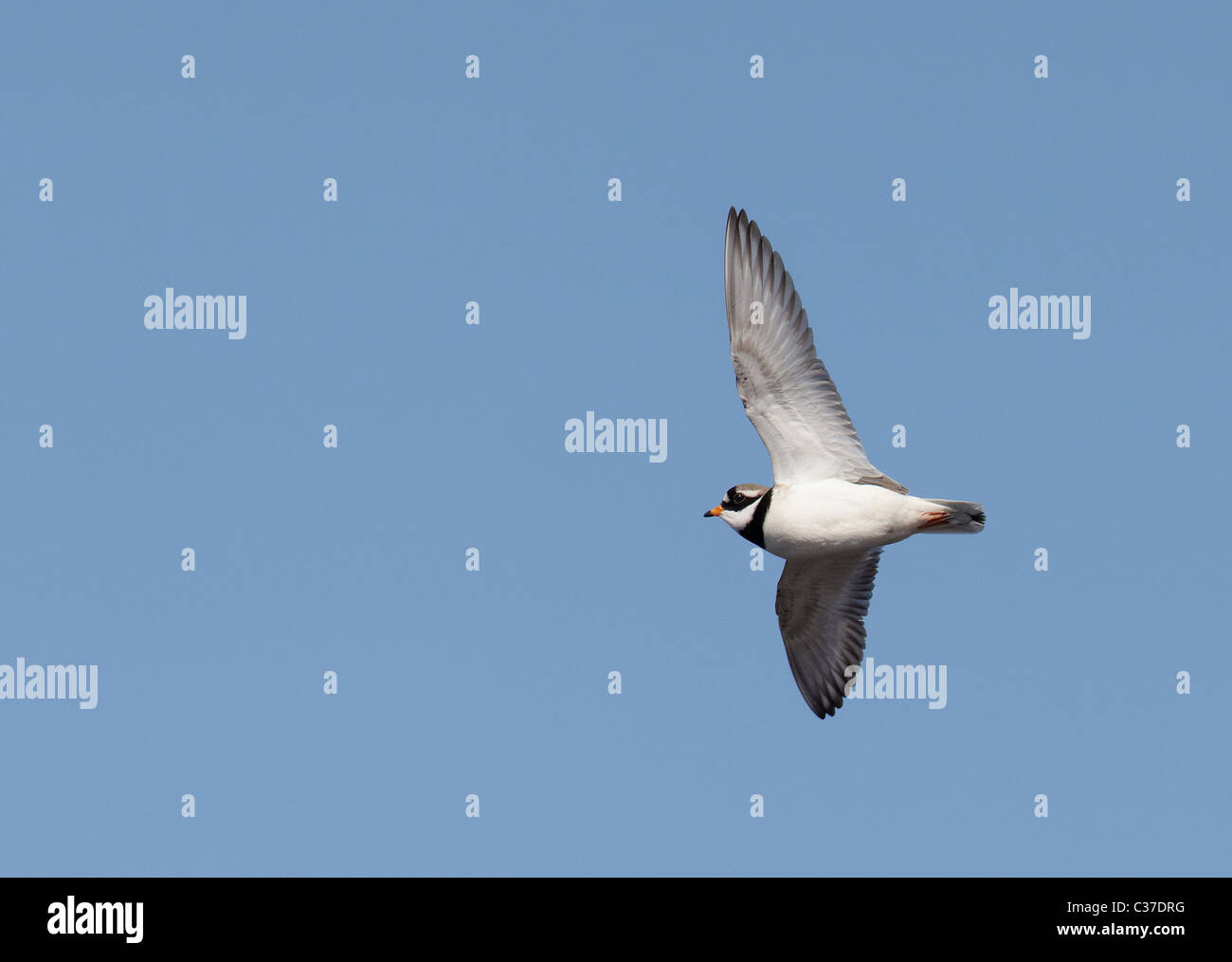 Ringed Plover (Charadrius hiaticula) in flight Stock Photo - Alamy