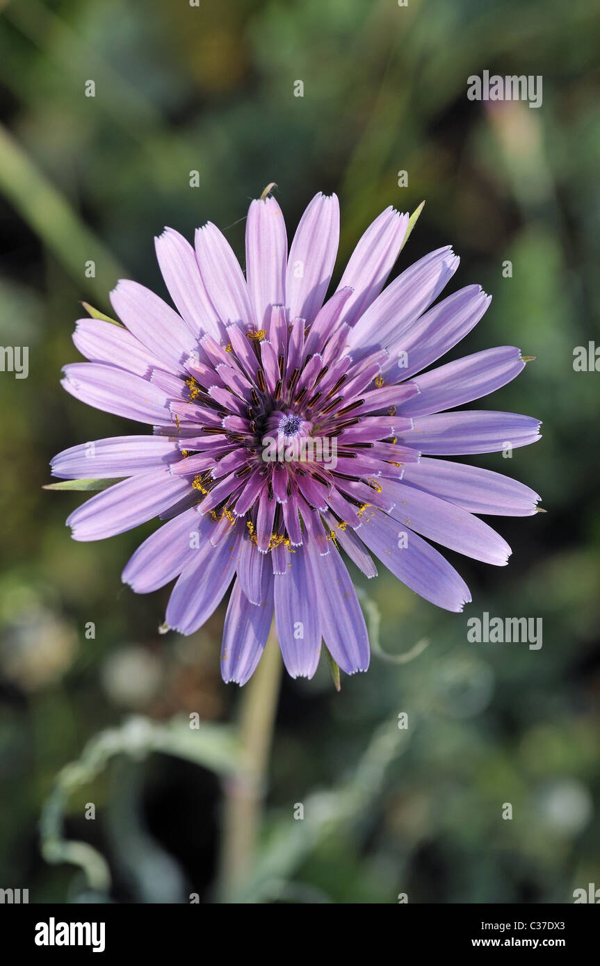 Wild flowers of Greece during springtime, salsify Stock Photo - Alamy
