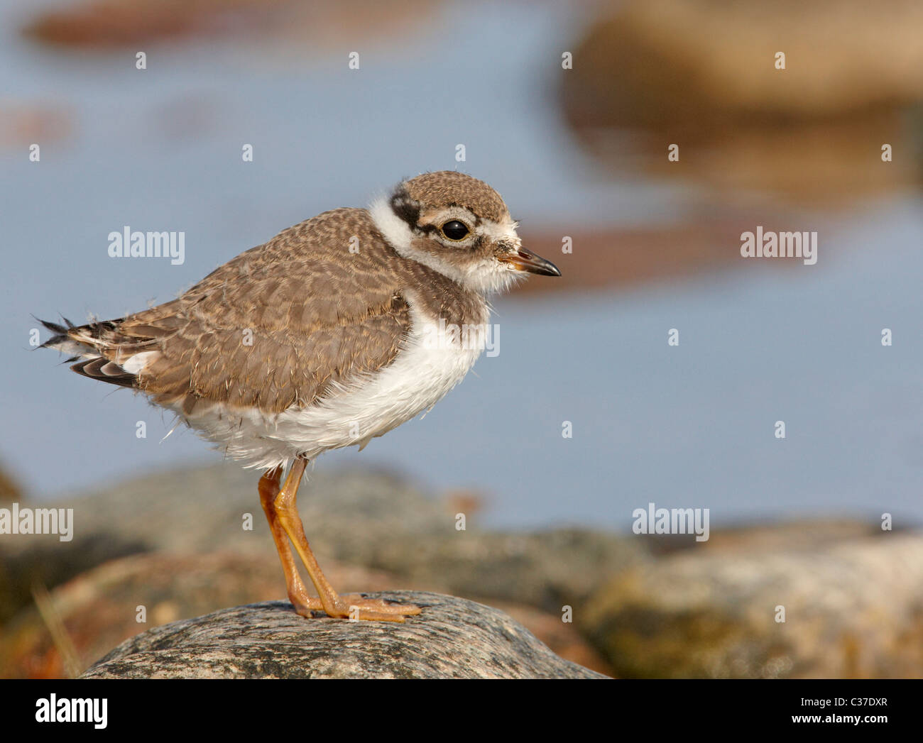 Juvenile ringed plover hi-res stock photography and images - Alamy