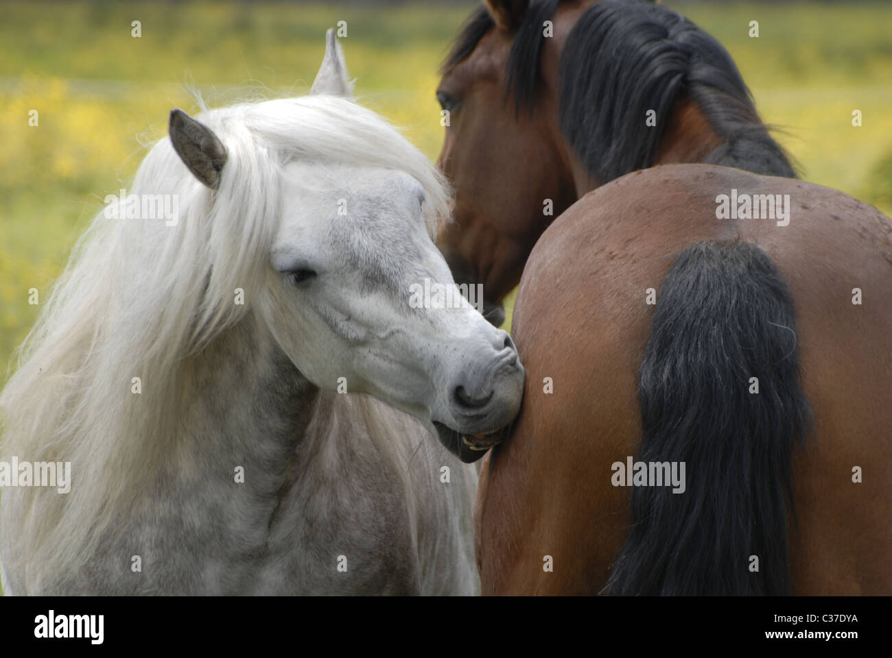 Horses grooming each other Stock Photo - Alamy