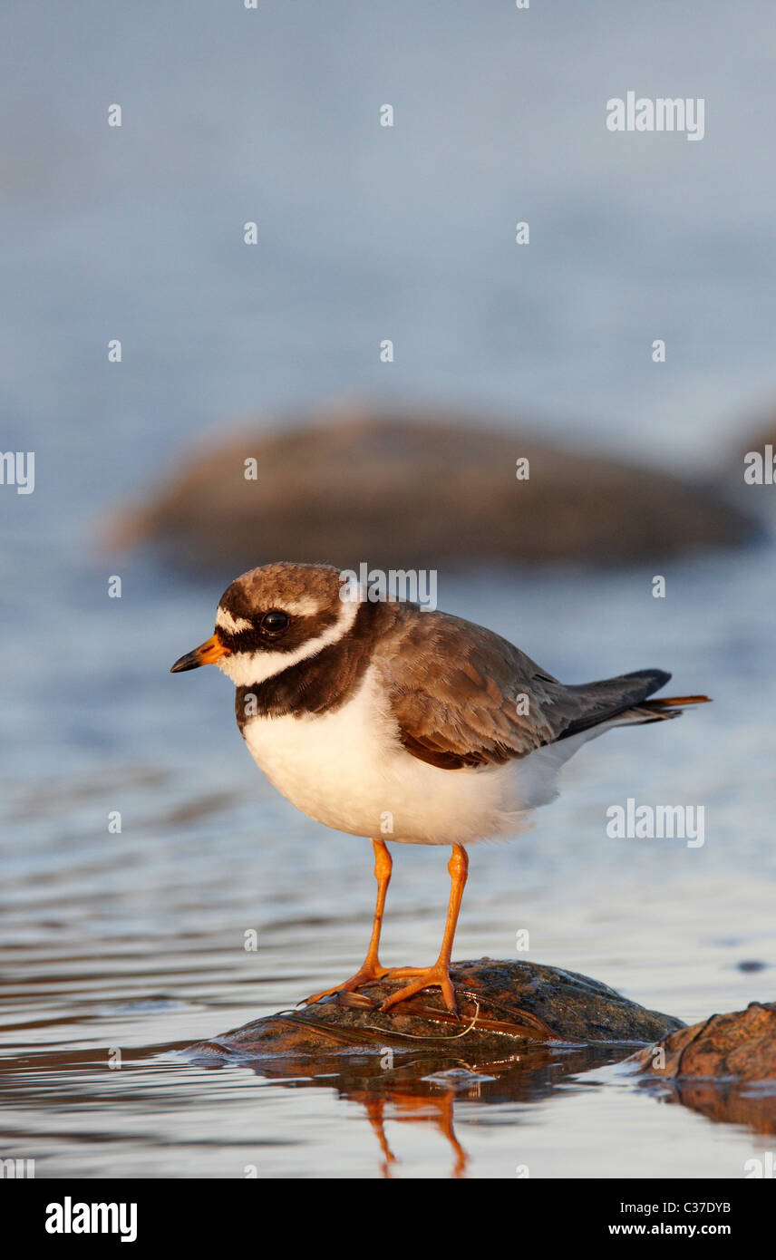 Adult plover hi-res stock photography and images - Alamy