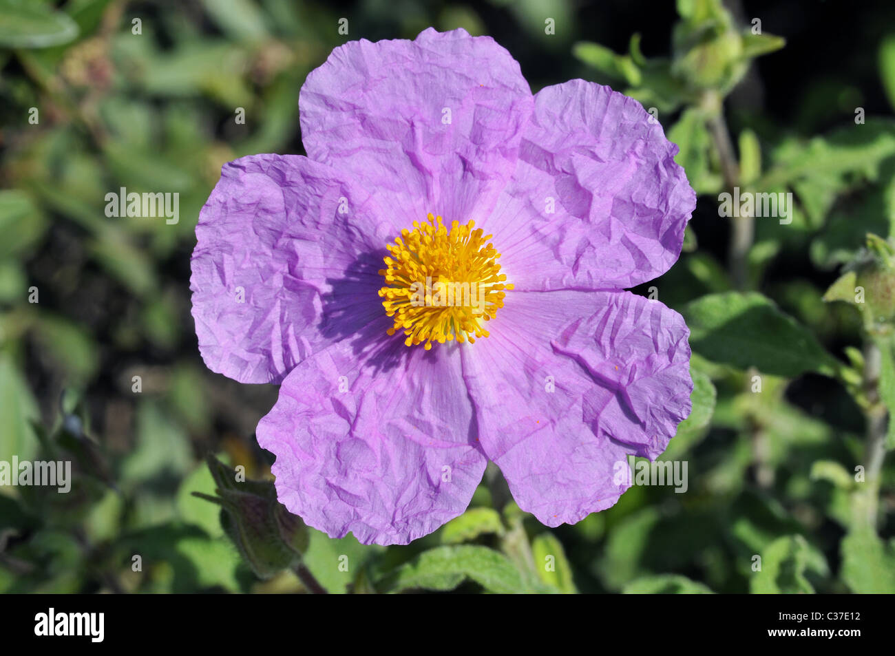 Wild flowers of Greece during springtime, rockrose Stock Photo - Alamy