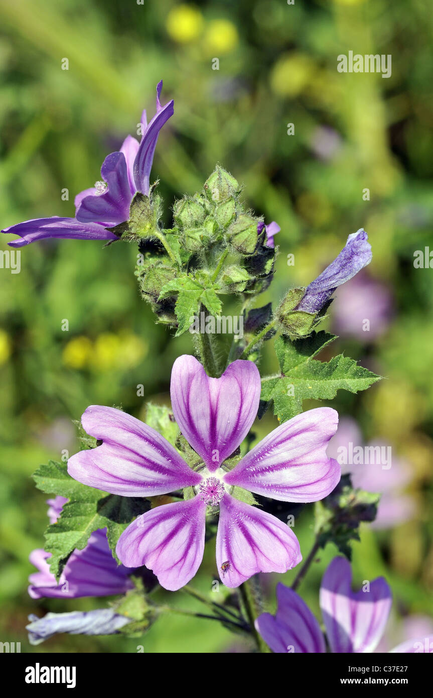 Wild flowers of Greece during springtime, common mallow Stock Photo - Alamy