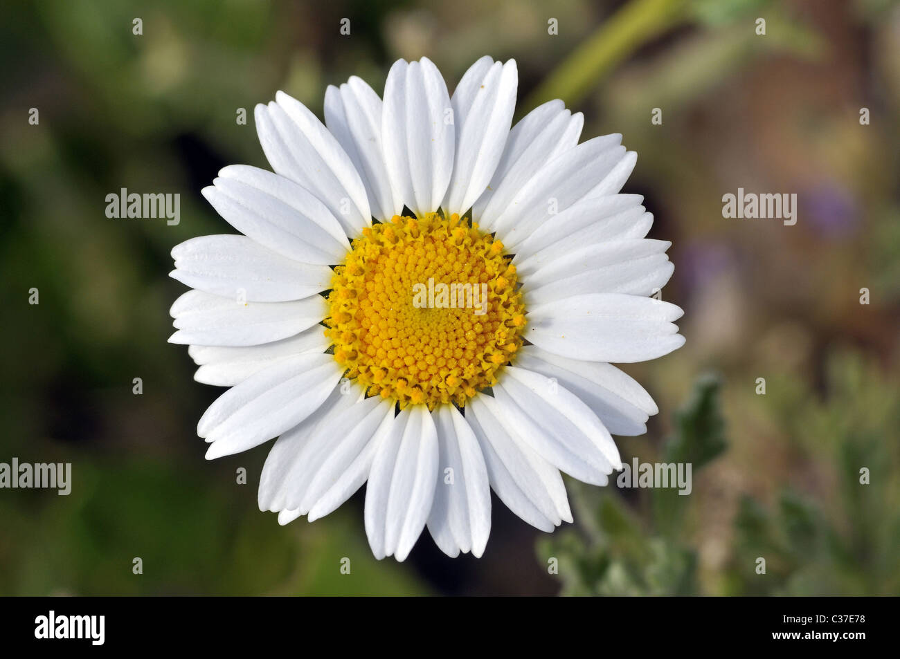 Wildflowers greece greek yellow hi-res stock photography and images - Alamy