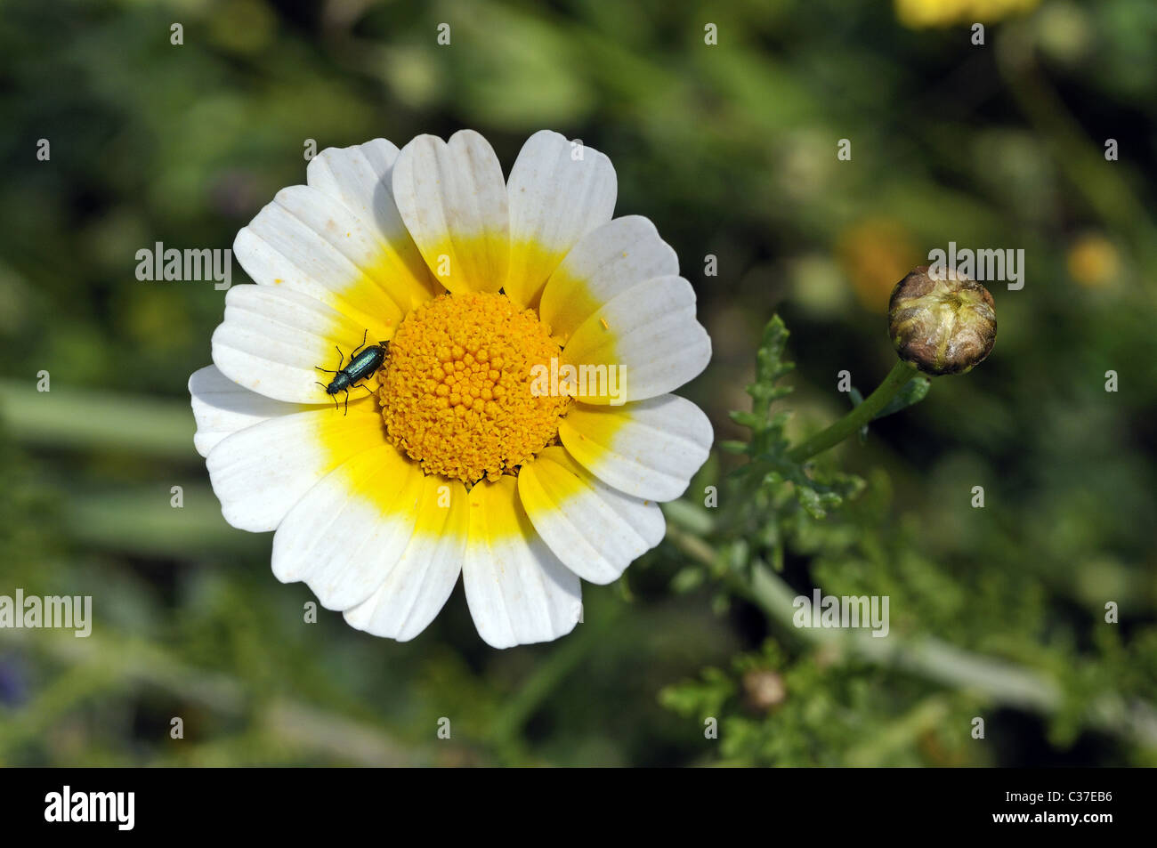 Wild flowers of Greece during springtime, crown daisy Stock Photo - Alamy