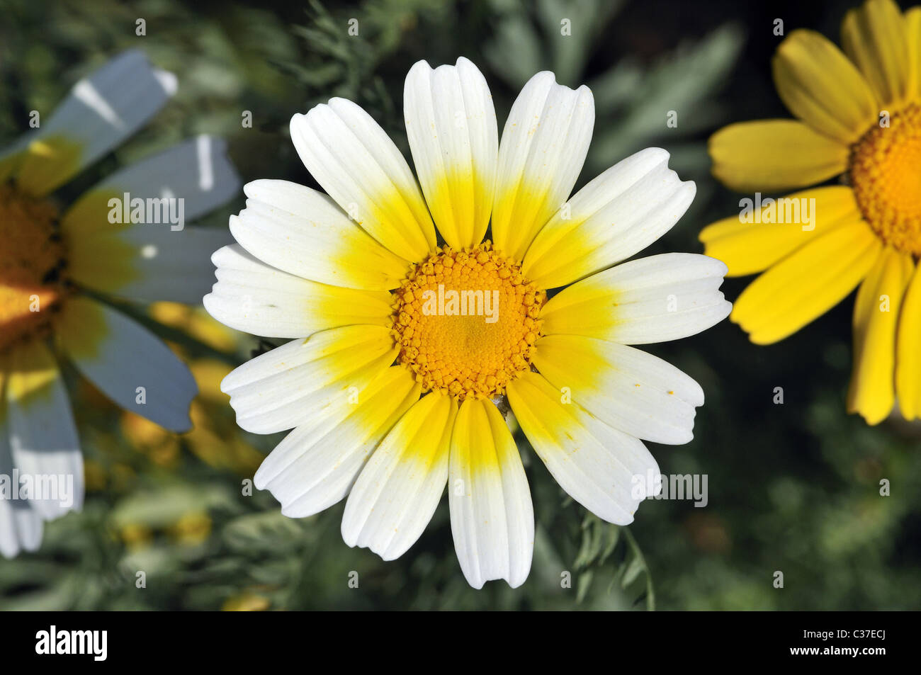 Wildflowers greece greek yellow hi-res stock photography and images - Alamy