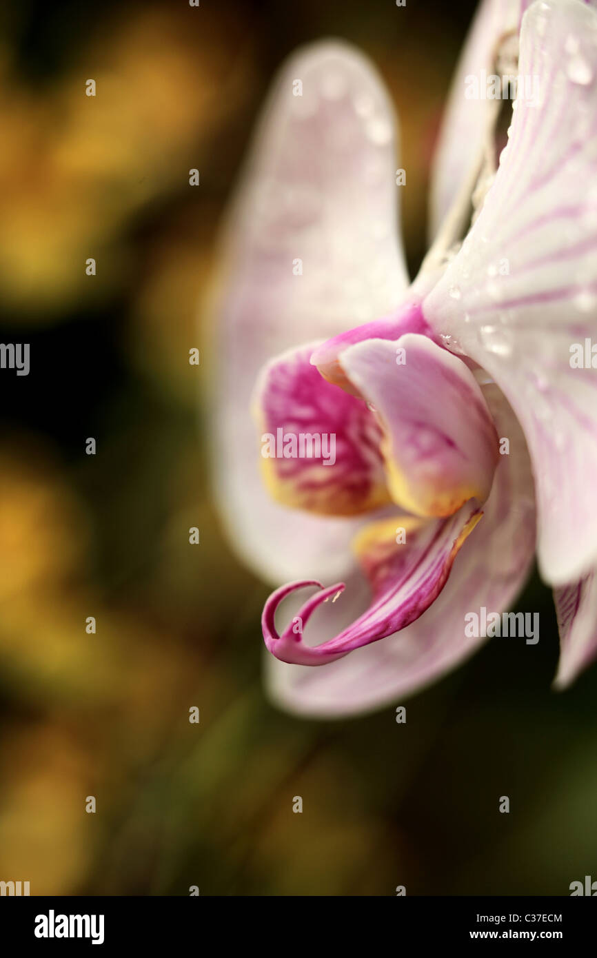 Orchid flower in Sri Lanka Asia Stock Photo - Alamy