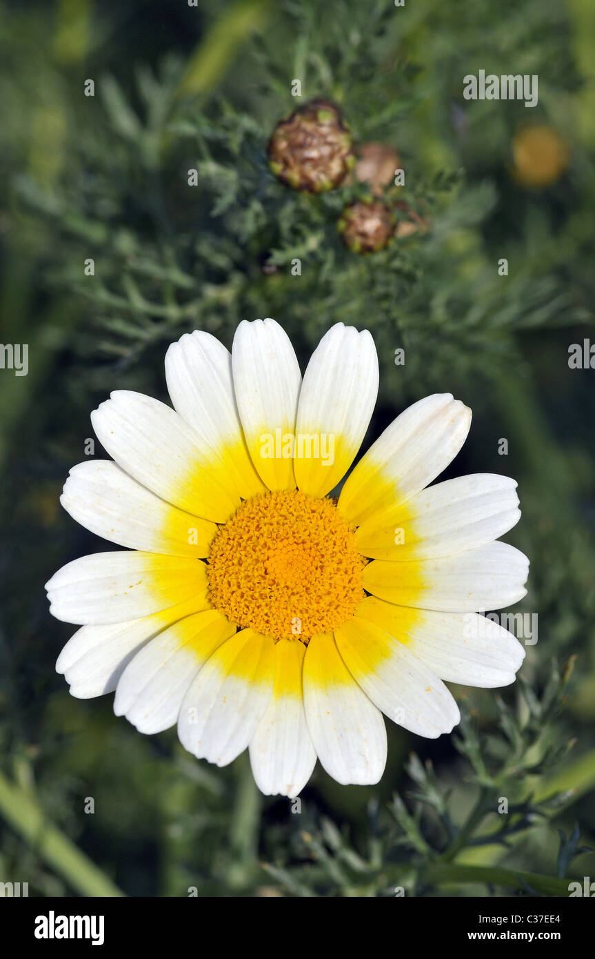 Wild flowers of Greece during springtime, crown daisy Stock Photo - Alamy