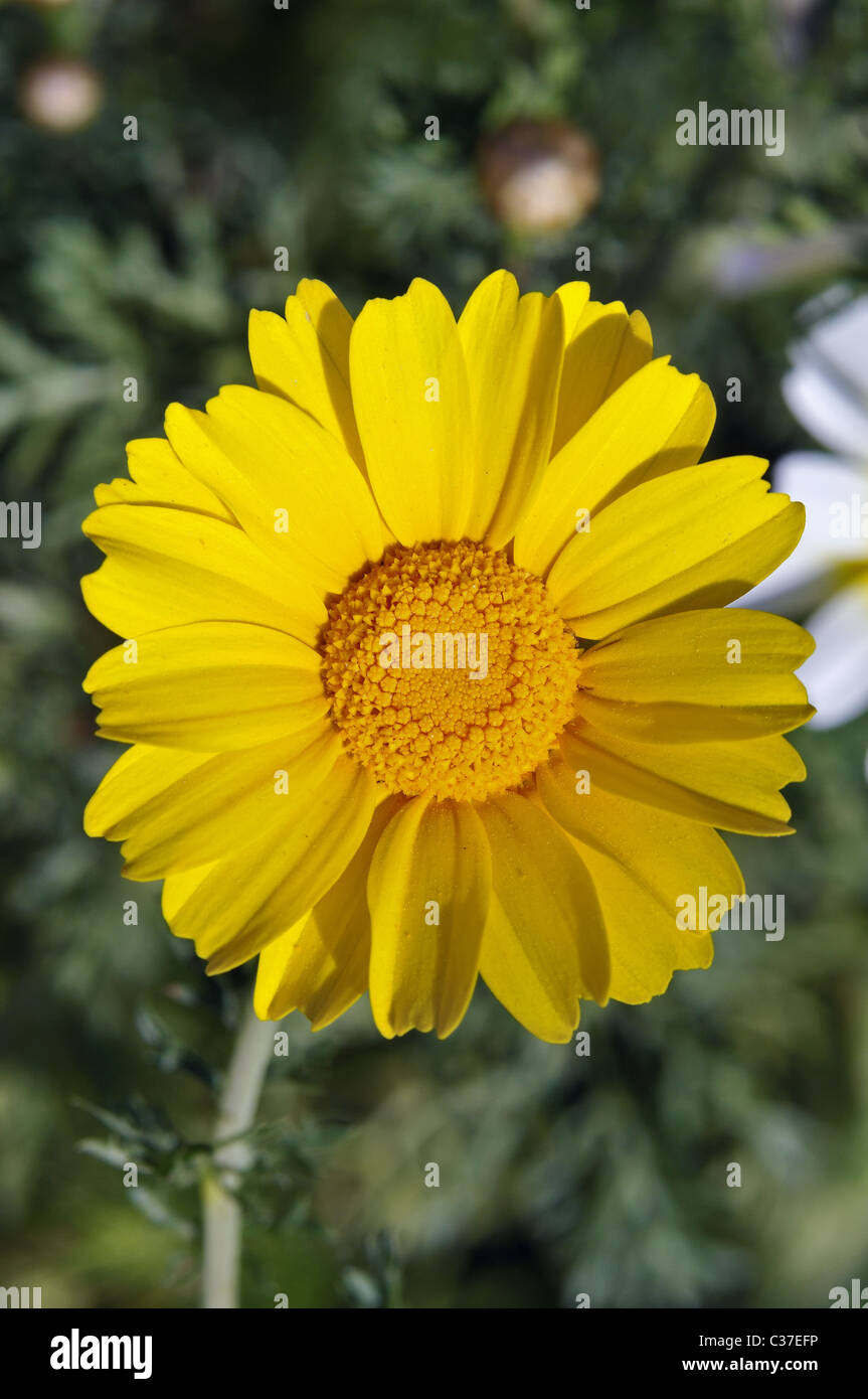 Yellow wild greek flowers hi-res stock photography and images - Alamy