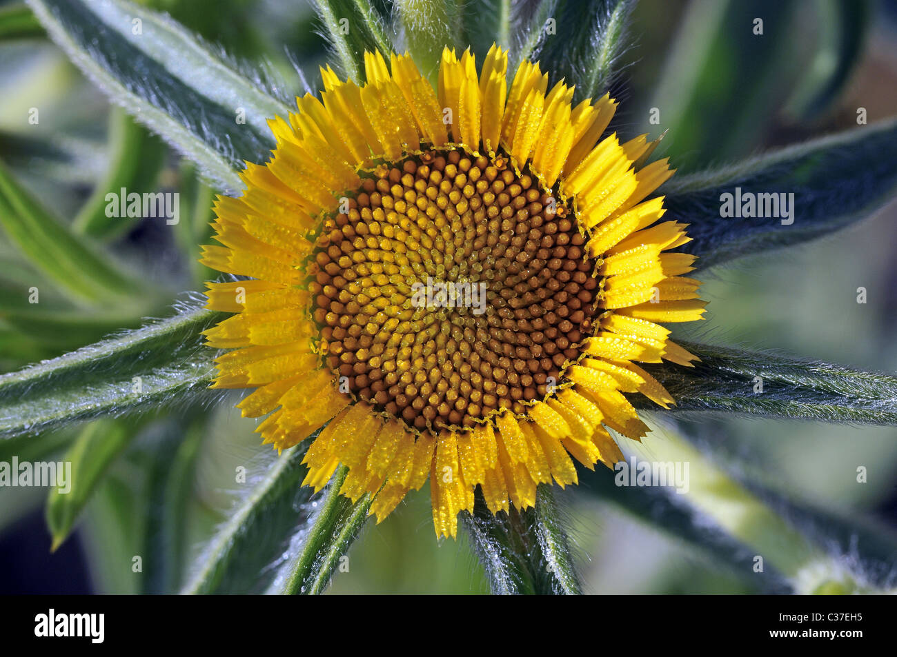 Wild flowers of Greece during springtime Stock Photo - Alamy