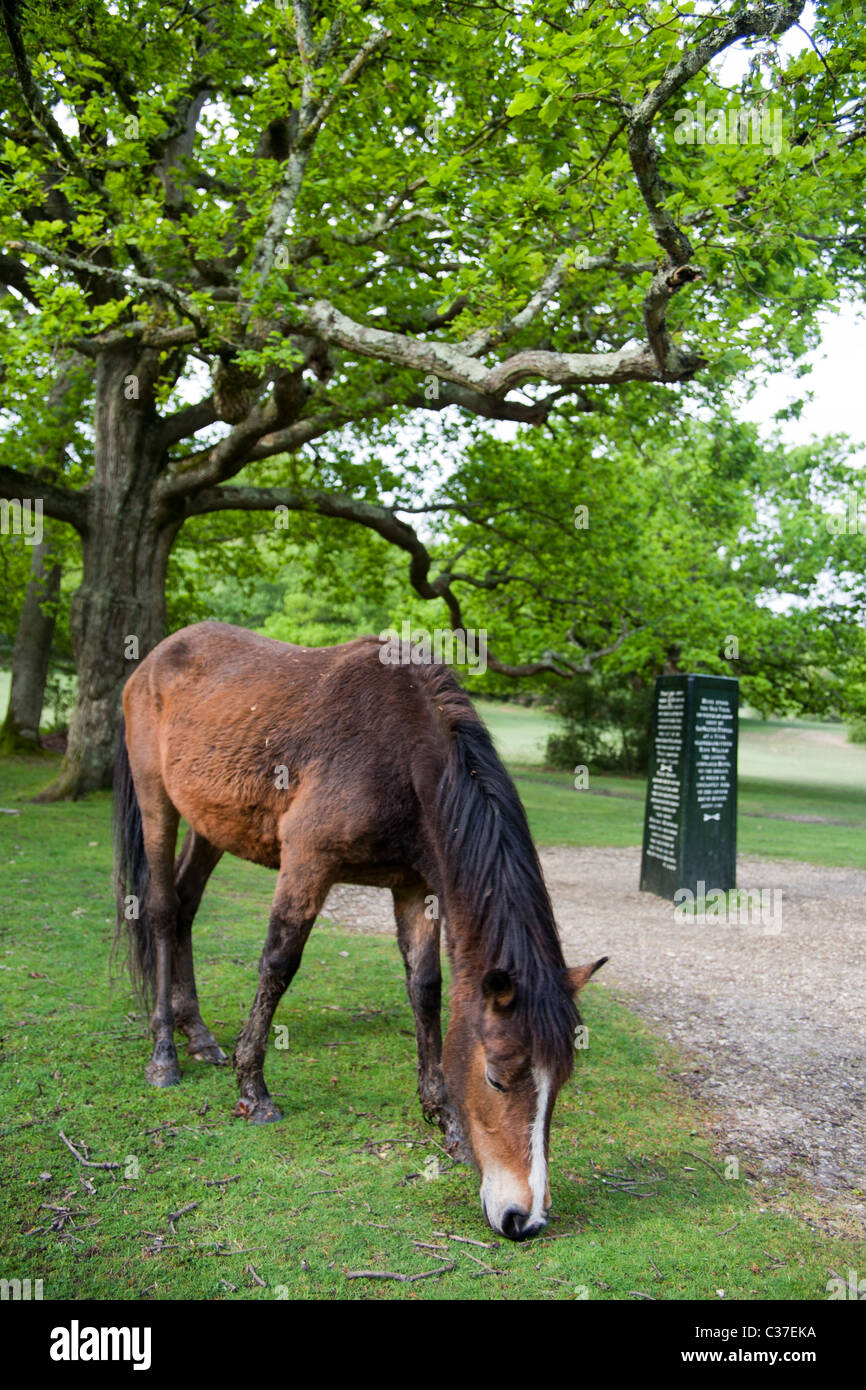 New Forest ponies at Rufus Stone, monument to the spot where King ...