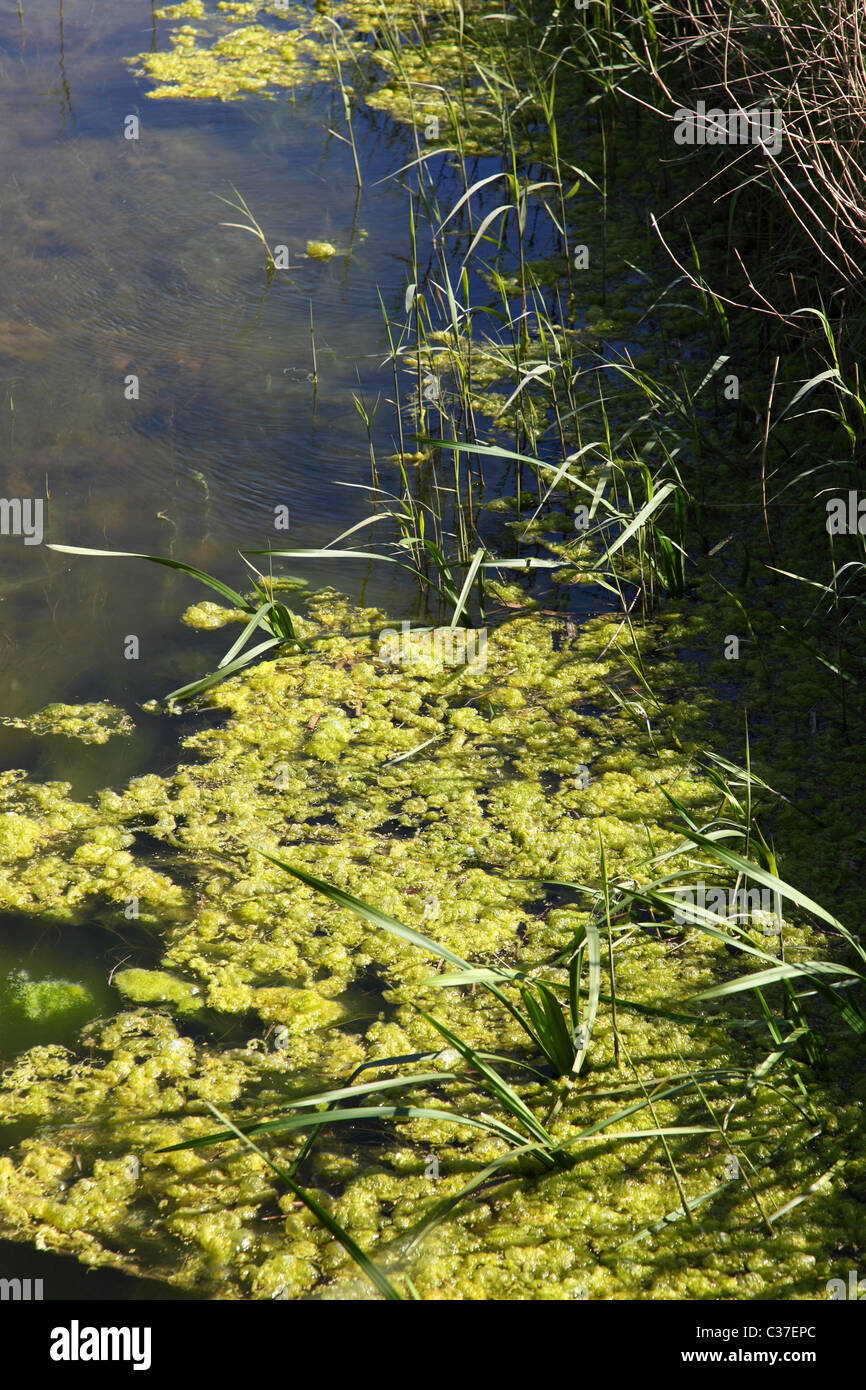 Stagnant water with algae hi-res stock photography and images - Alamy