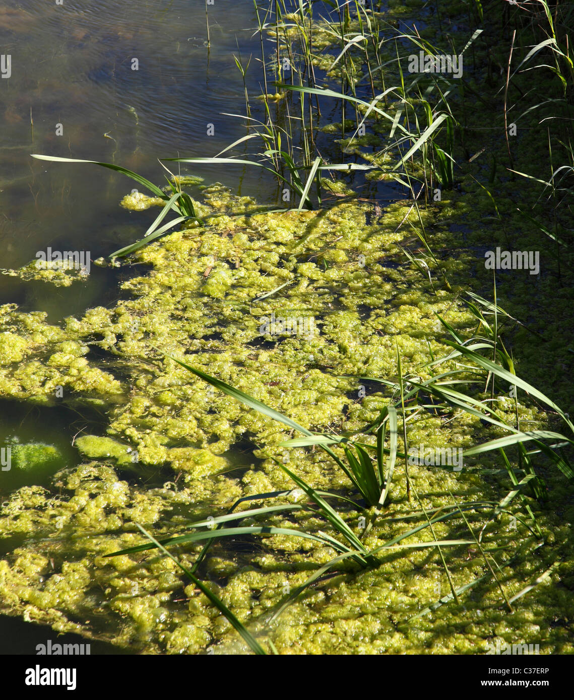 Algae on stagnant water Stock Photo - Alamy