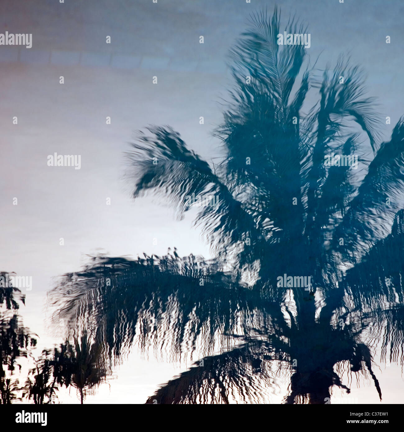 Palm tree reflection in Pool Stock Photo - Alamy