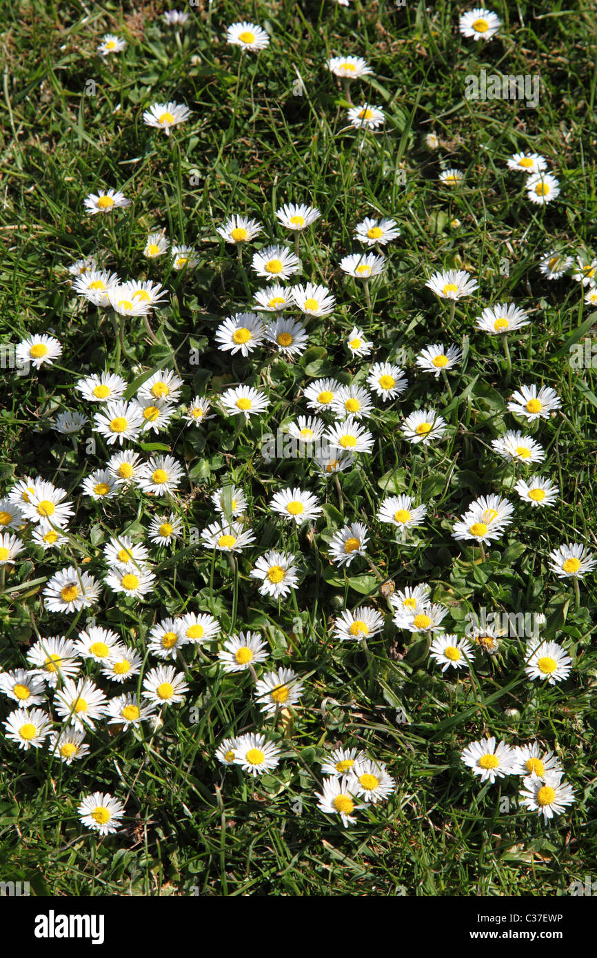 Daisy weeds hi-res stock photography and images - Alamy