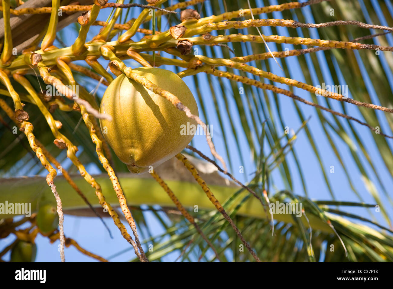 Coconuts on Palm tree in Antigua Stock Photo - Alamy