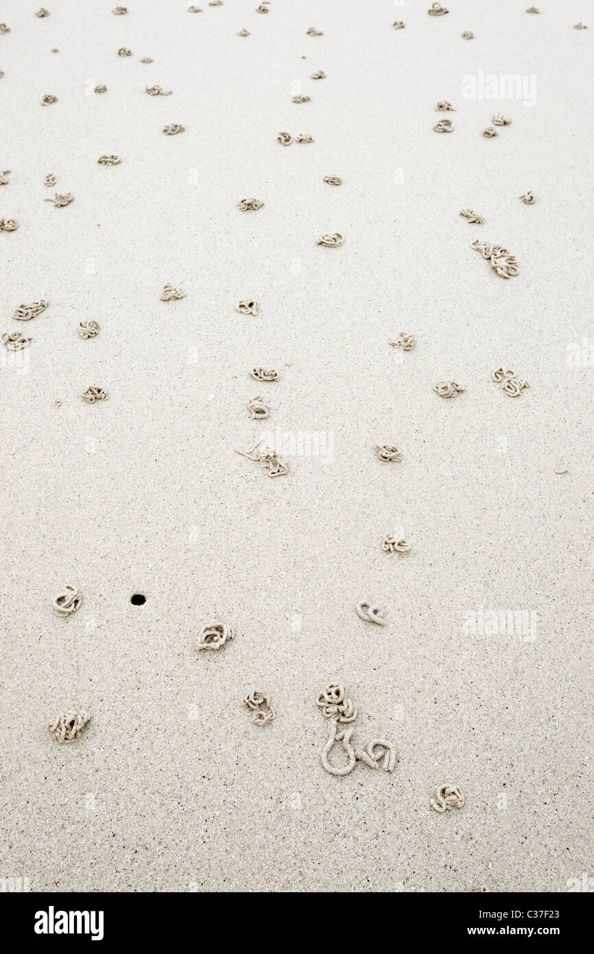 Coiled castings of the Lugworm (Arenicola marina Stock Photo - Alamy