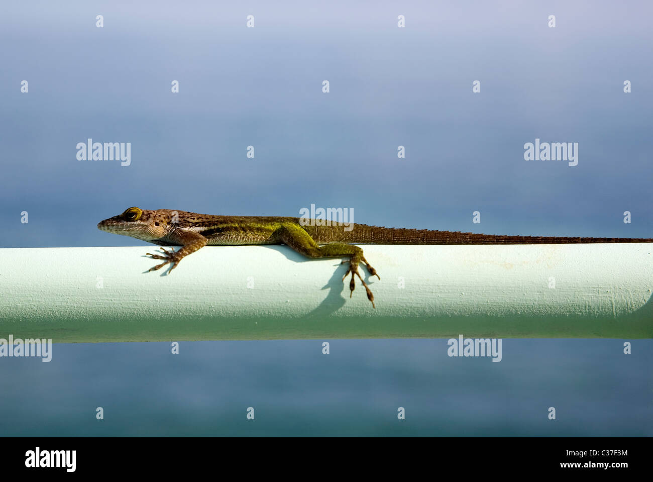 Caribbean gecko hi-res stock photography and images - Alamy