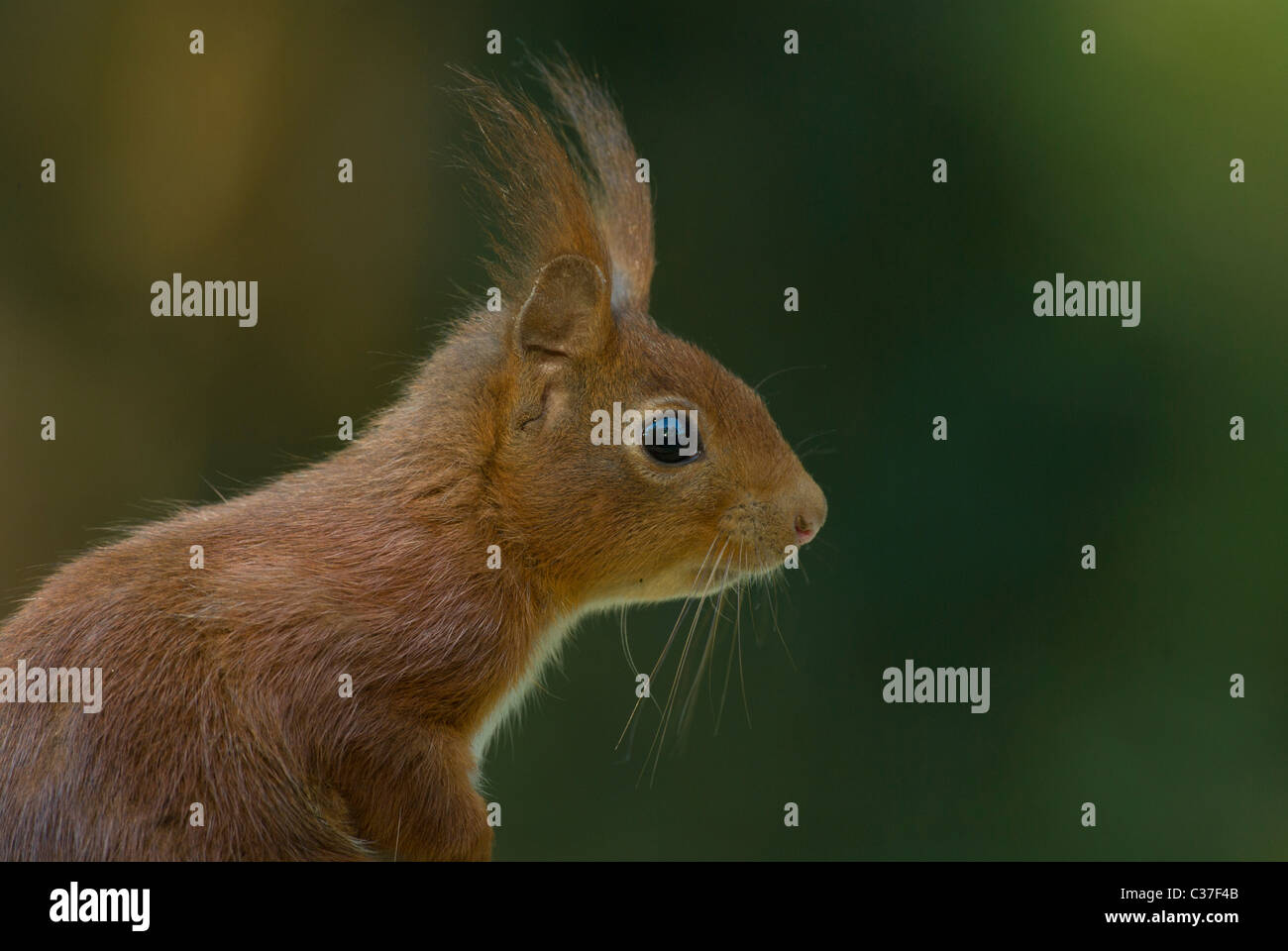 Red Squirrel portrait Stock Photo - Alamy