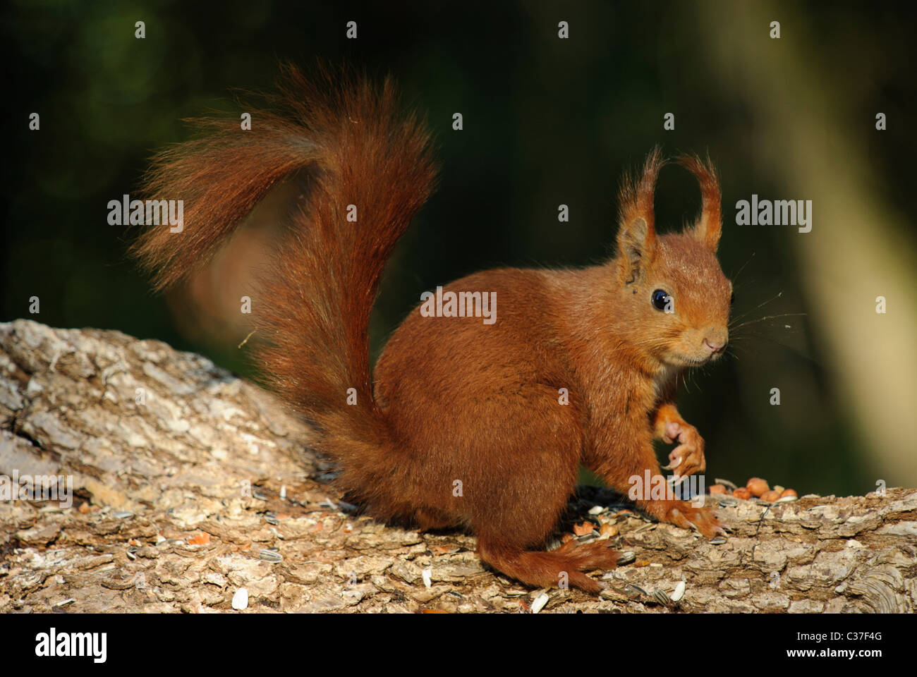 Red squirrel peanuts hi-res stock photography and images - Alamy
