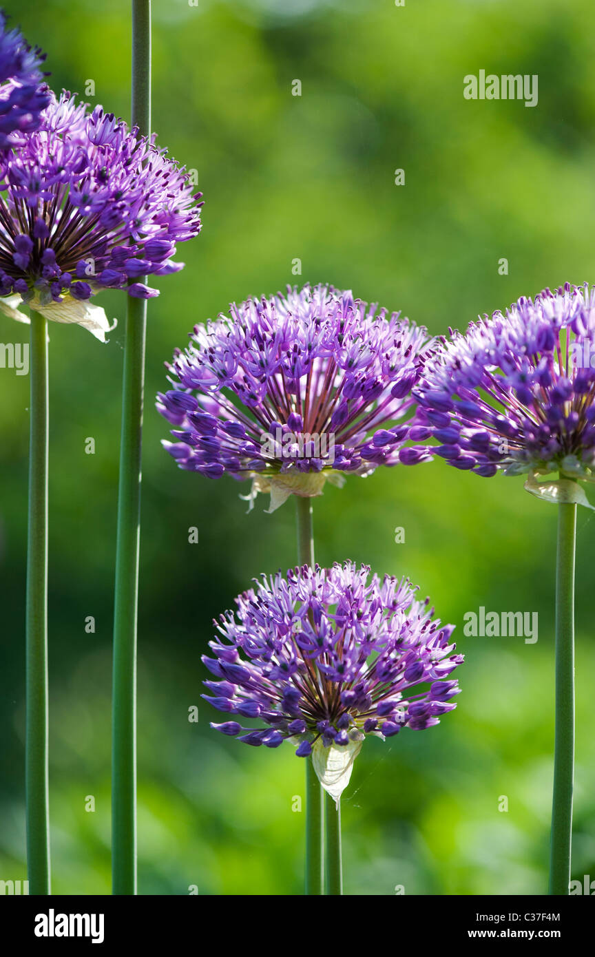 Allium hollandicum 'Purple Sensation'. Ornamental Onion flowers Stock ...