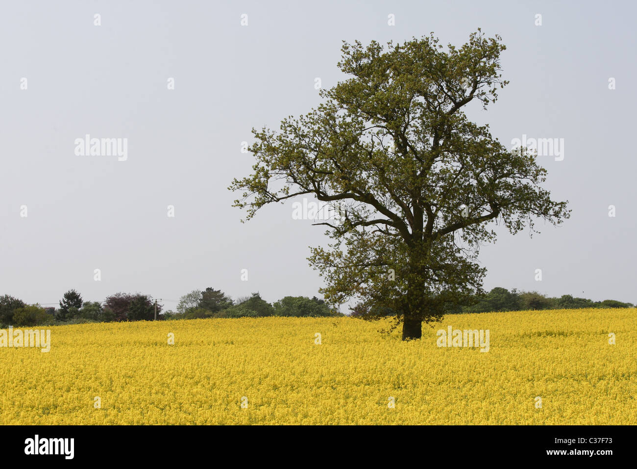 Lone tree in the middle of a field of rape seed Stock Photo - Alamy