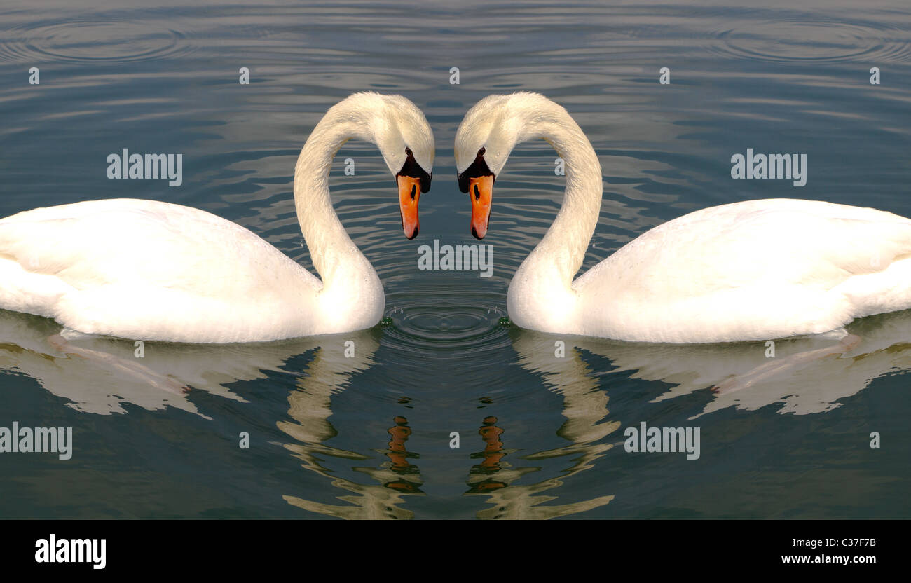 Swan with two necks hi-res stock photography and images - Alamy