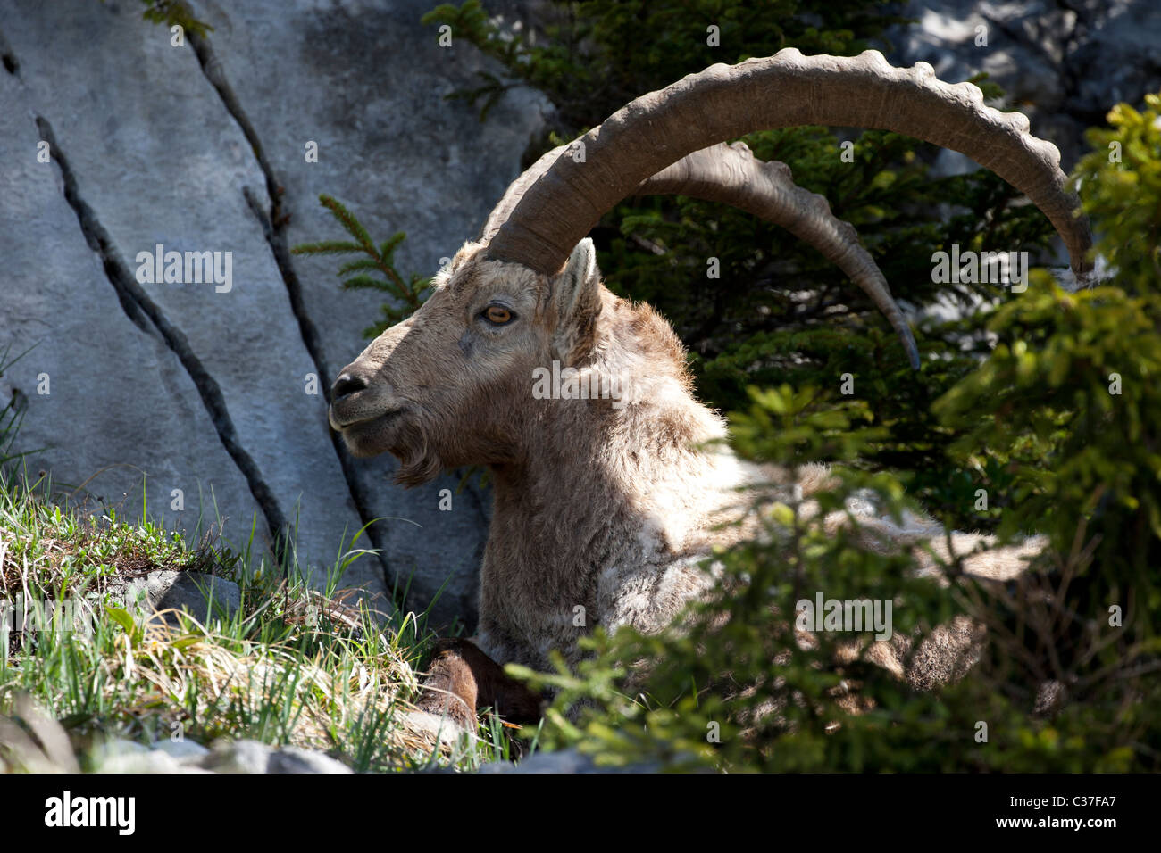Alpine Ibex in the French Alpes at dawn, Haute-Savoie, France Stock ...