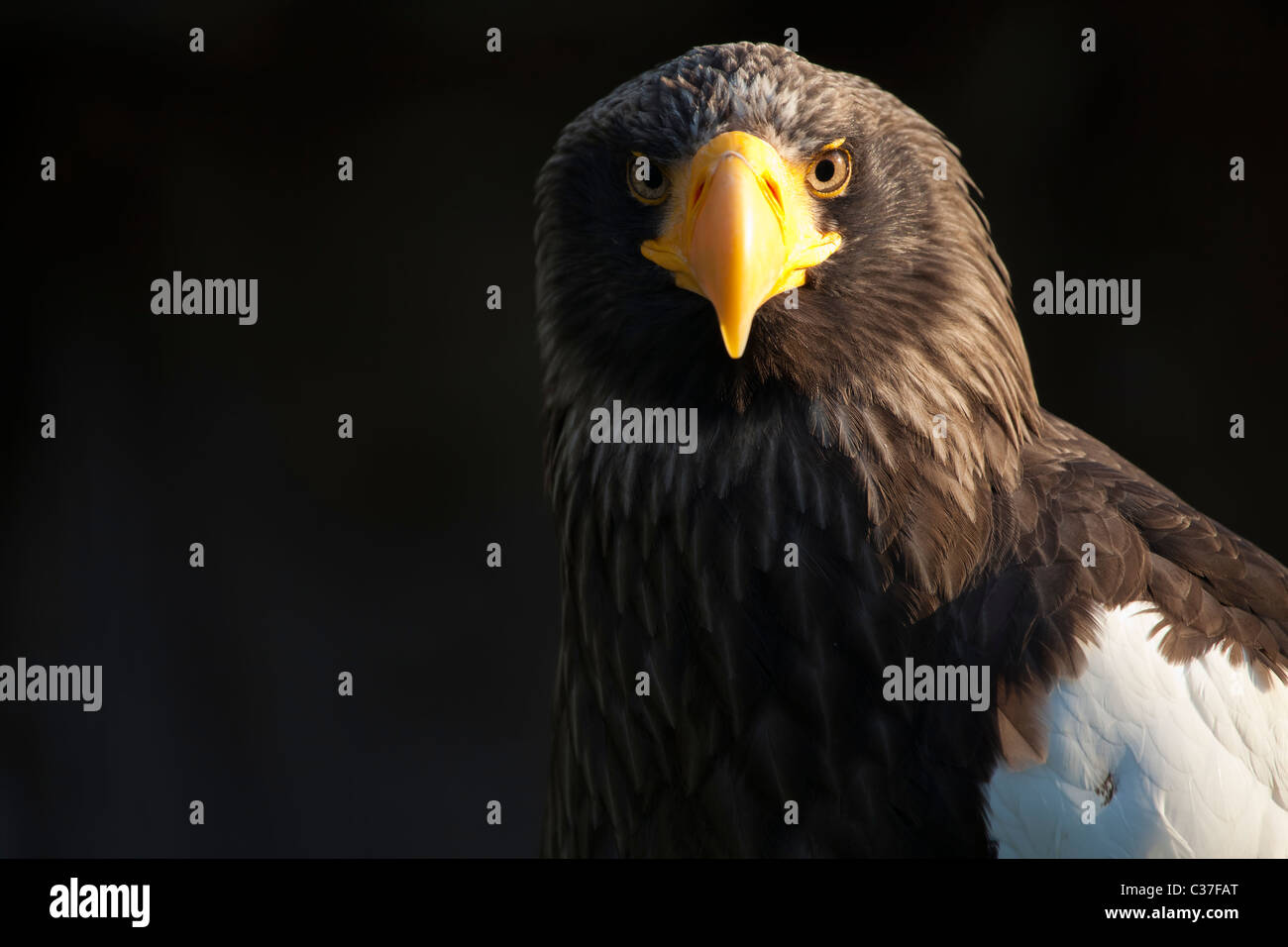 The Eastern Eagle w intent look and black background Stock Photo - Alamy