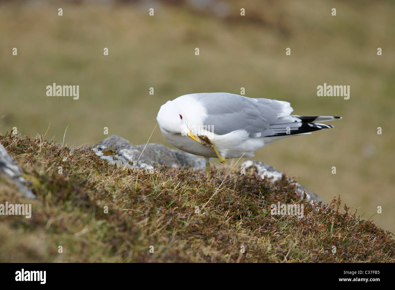 Common gulls scotland hi-res stock photography and images - Alamy