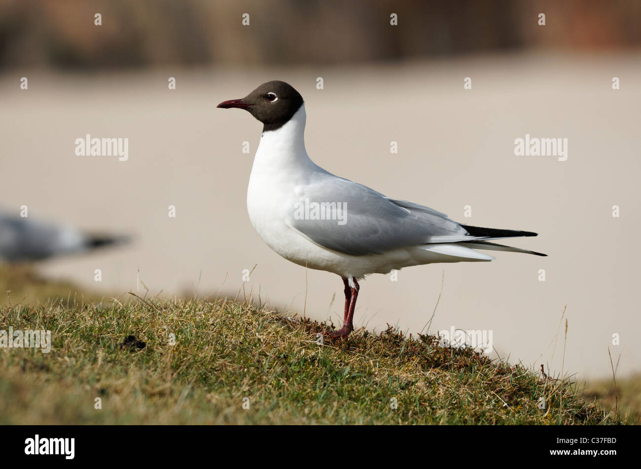 Adult Black-headed gull - Larus ridibundus. North-west Scotland, UK ...