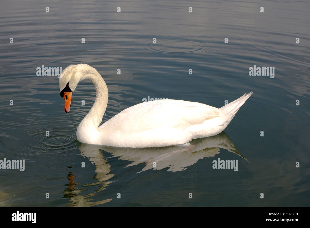 Bird reflection in water hi-res stock photography and images - Alamy