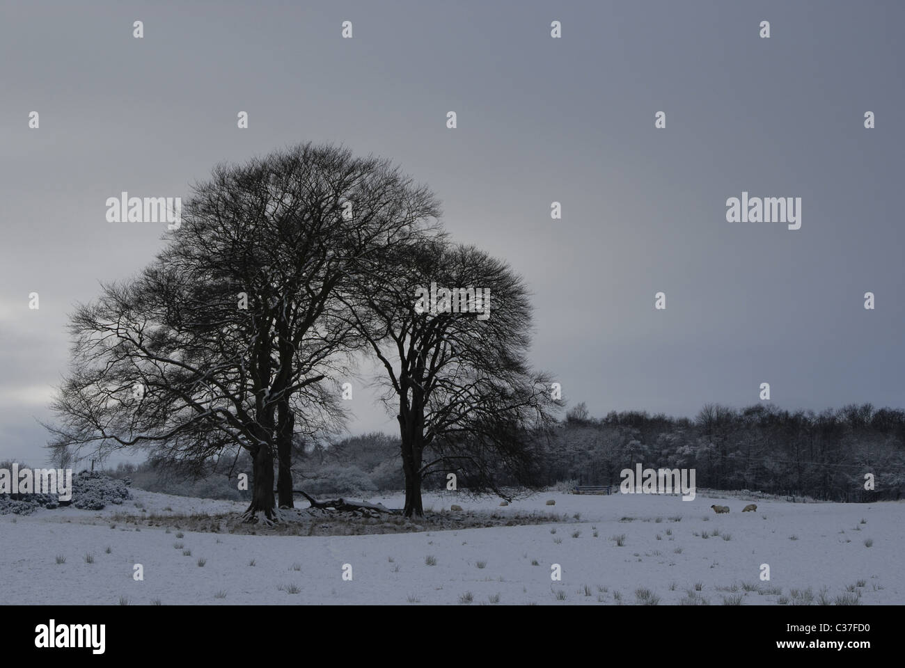 Scottish winter landscape Stock Photo - Alamy
