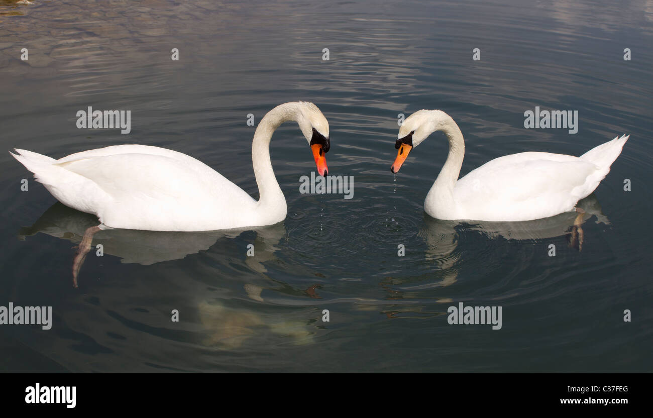 Two swans making heart hi-res stock photography and images - Alamy