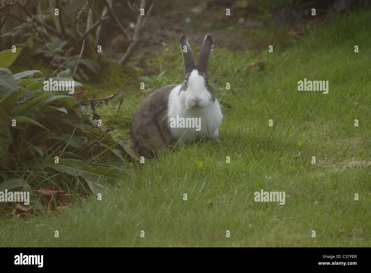 Rabbit grey wild hi-res stock photography and images - Alamy