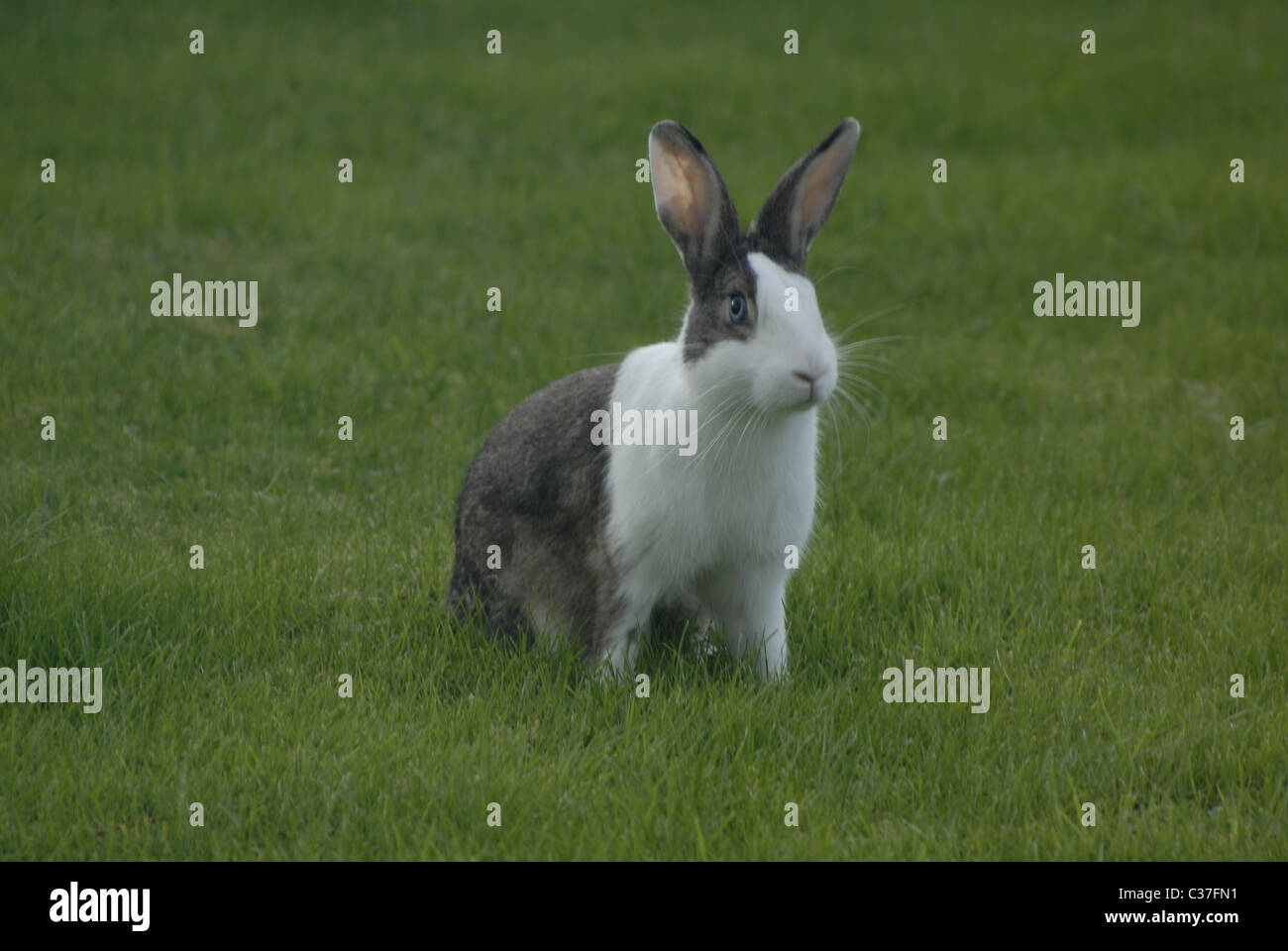 Rabbit grey wild hi-res stock photography and images - Alamy