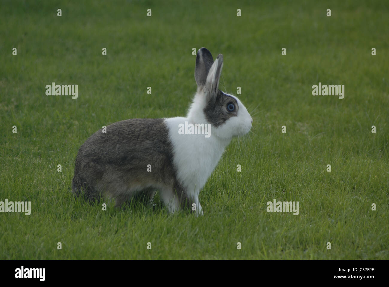 Grey and white rabbit hi-res stock photography and images - Alamy