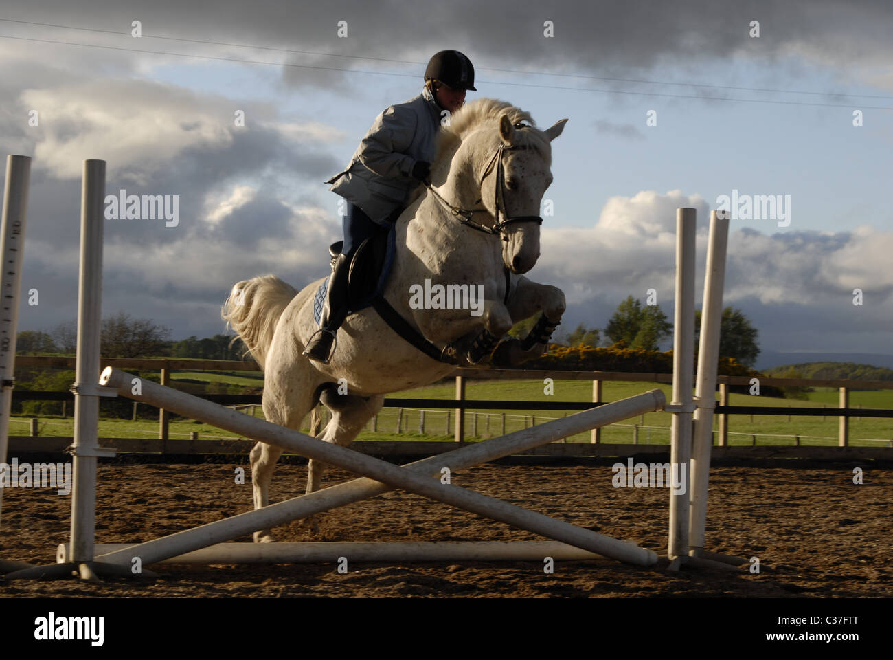 Lipizzaner Horses Jumping