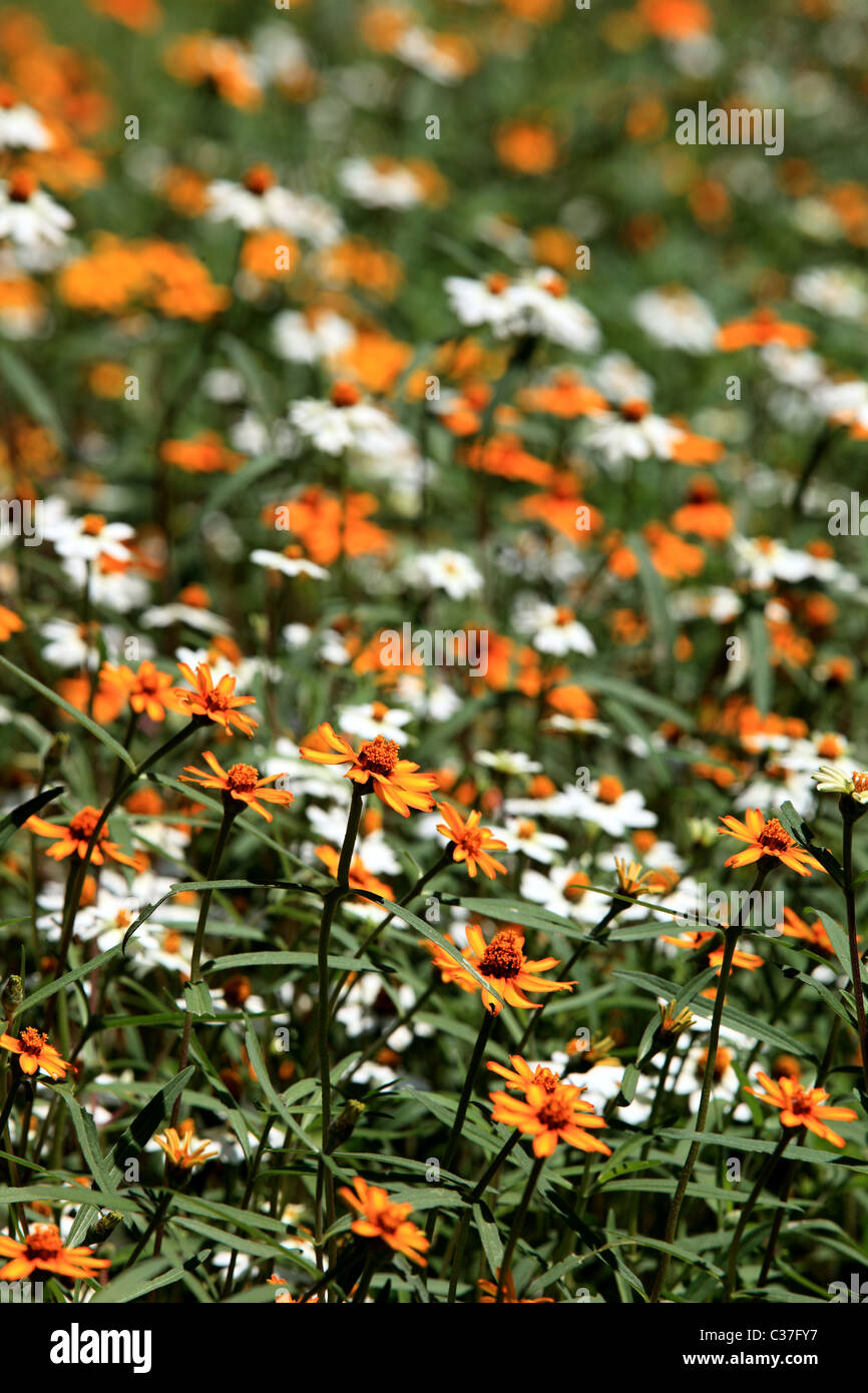 Beautiful flowers in Sri Lanka Asia Stock Photo - Alamy
