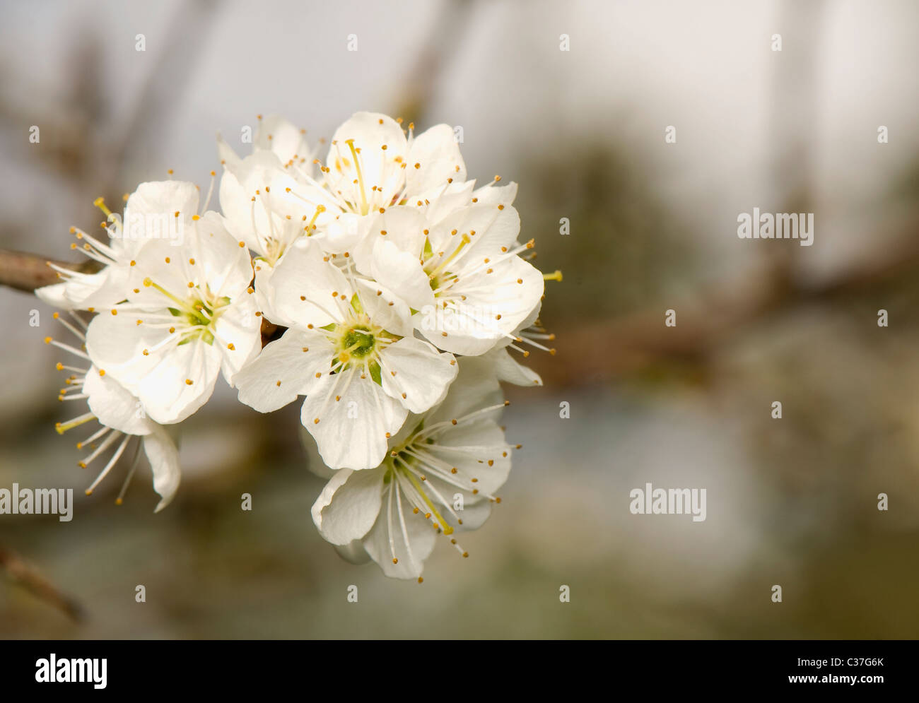 Prunus spinosa hedge garden hi-res stock photography and images - Alamy