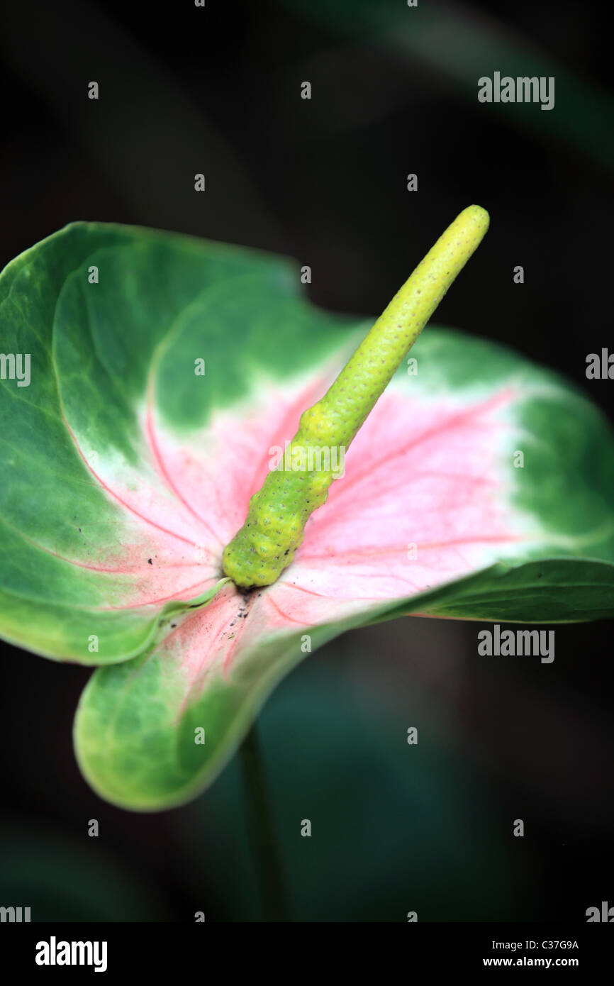 Anthurium flower in Sri Lanka Asia Stock Photo - Alamy