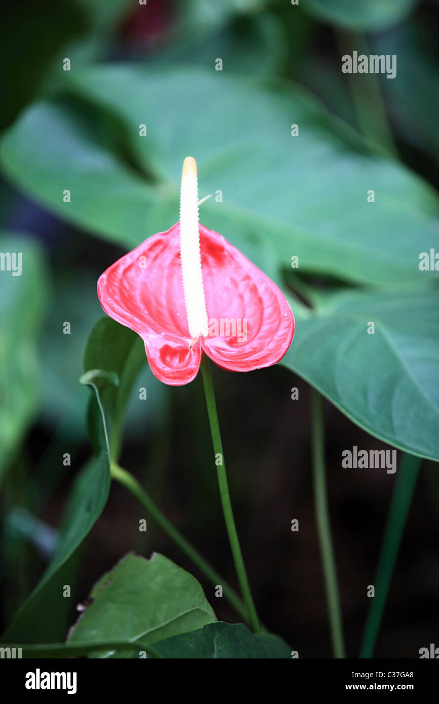 Anthurium flower in Sri Lanka Asia Stock Photo - Alamy