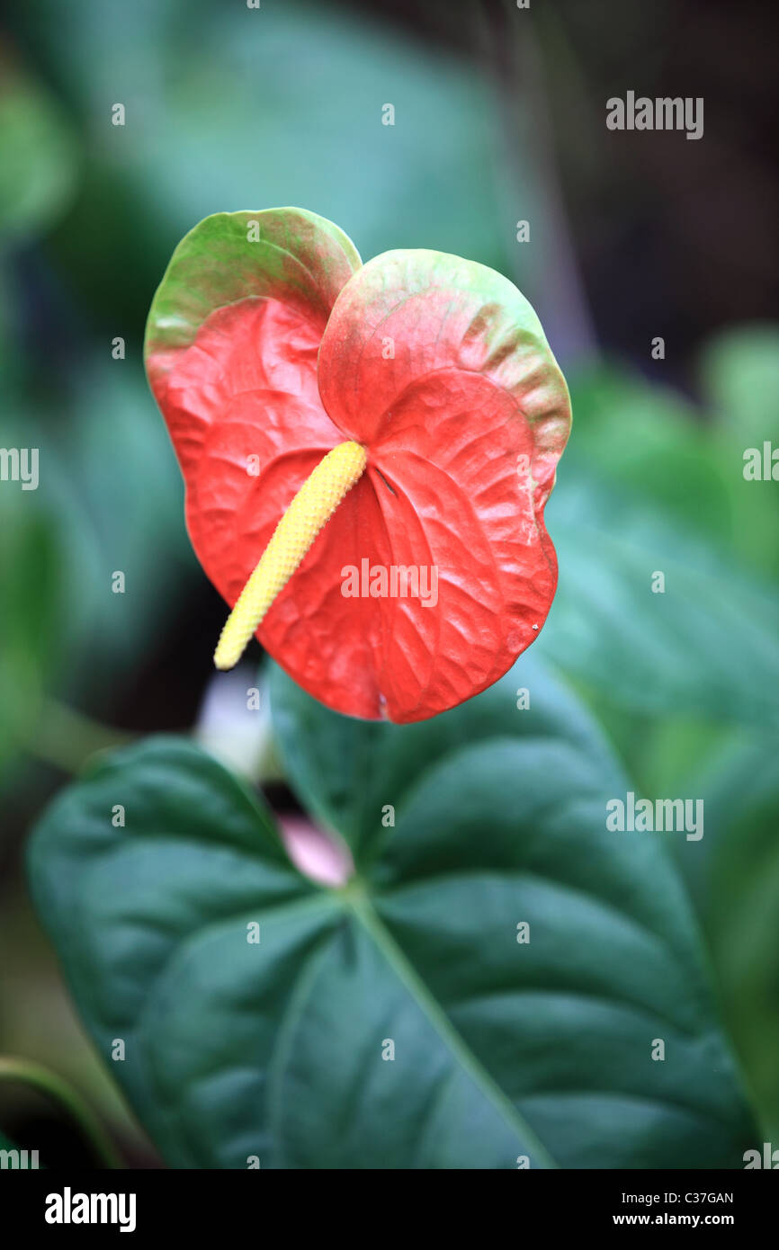 Anthurium flower in Sri Lanka Asia Stock Photo - Alamy
