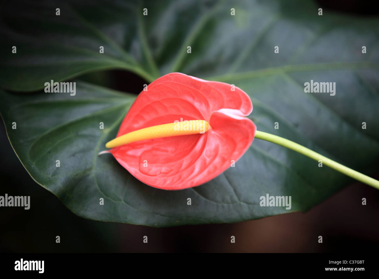 Anthurium flower in Sri Lanka Asia Stock Photo - Alamy