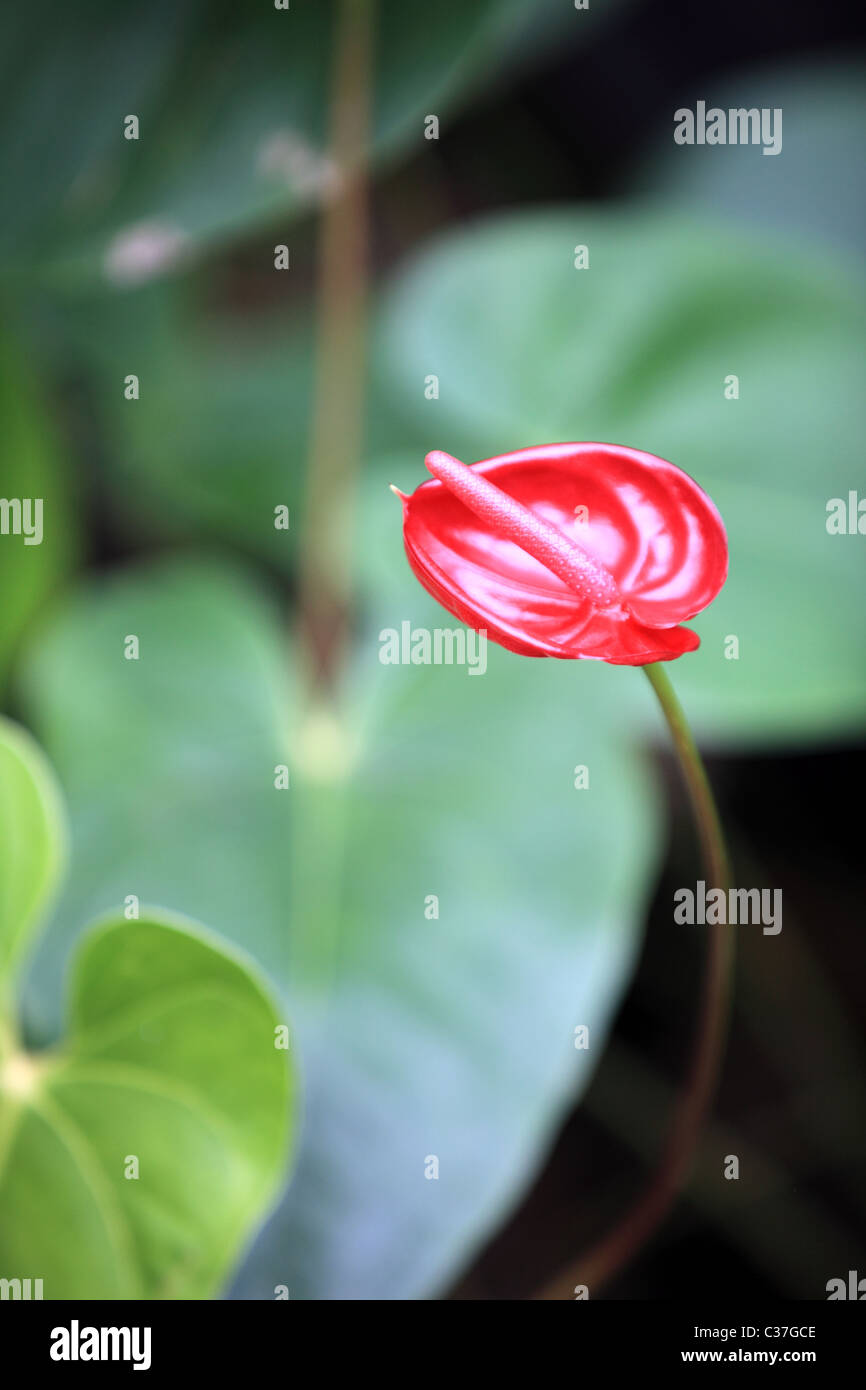 Anthurium flower in Sri Lanka Asia Stock Photo - Alamy