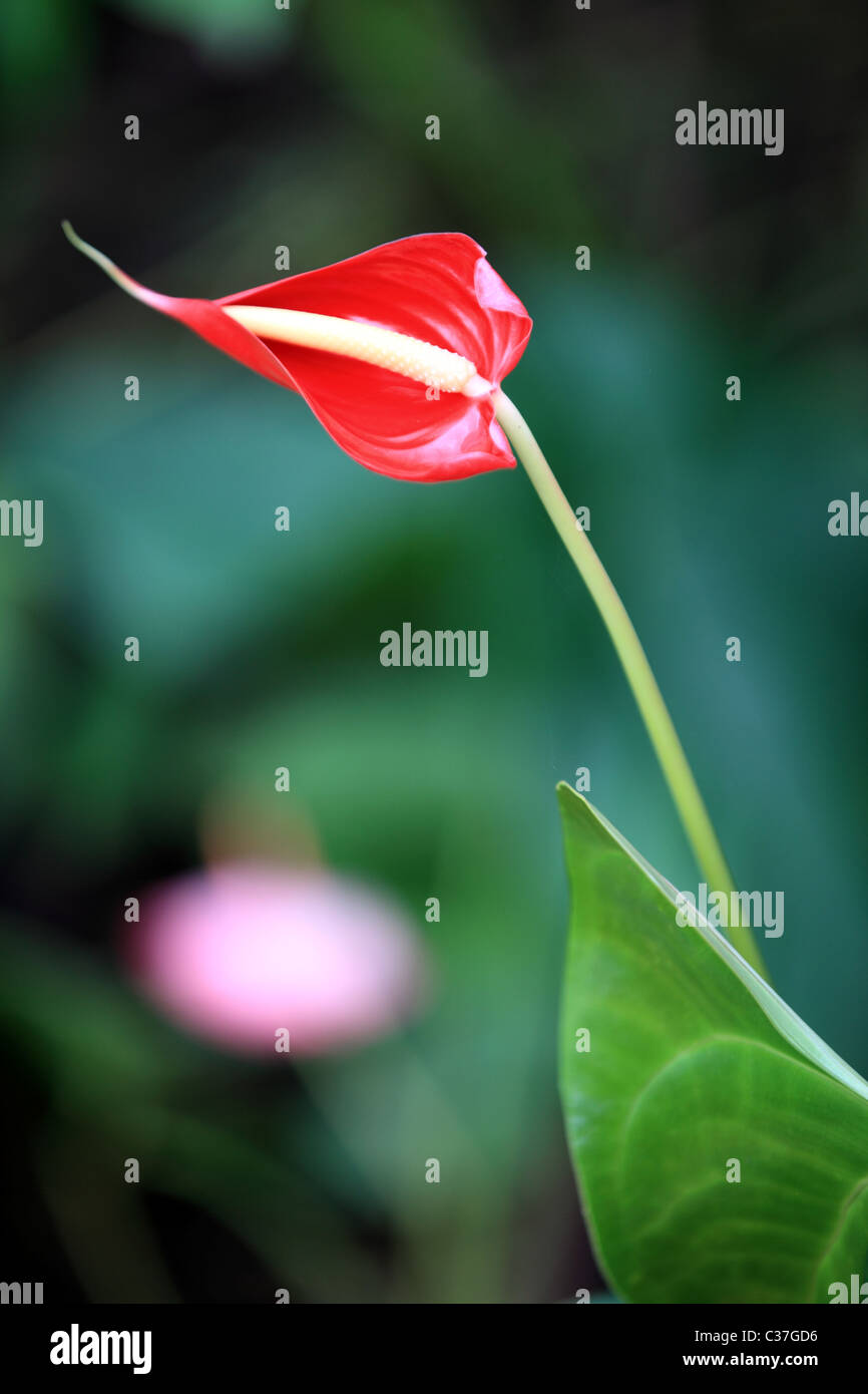 Anthurium flower in Sri Lanka Asia Stock Photo - Alamy