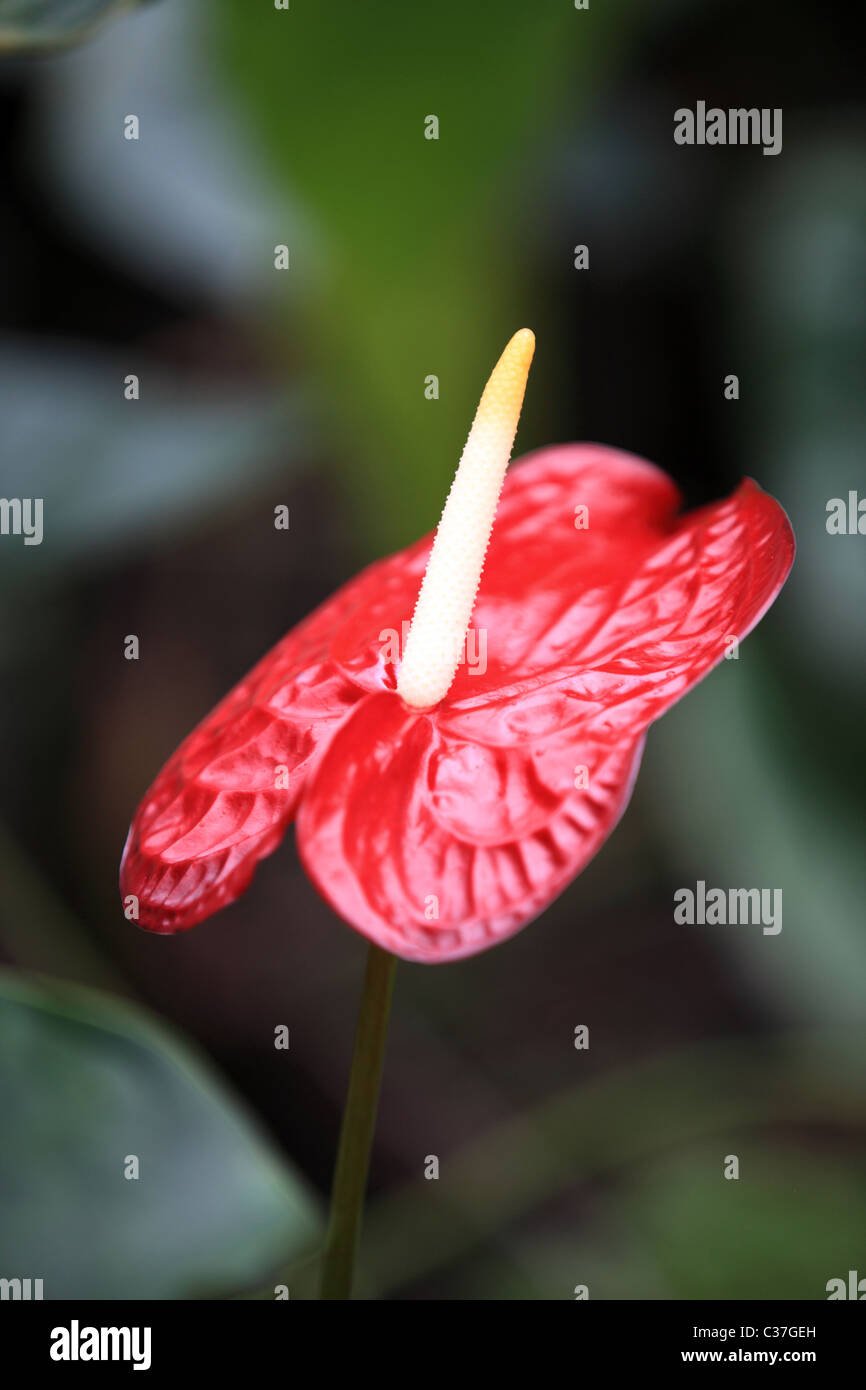 Anthurium flower in Sri Lanka Asia Stock Photo - Alamy
