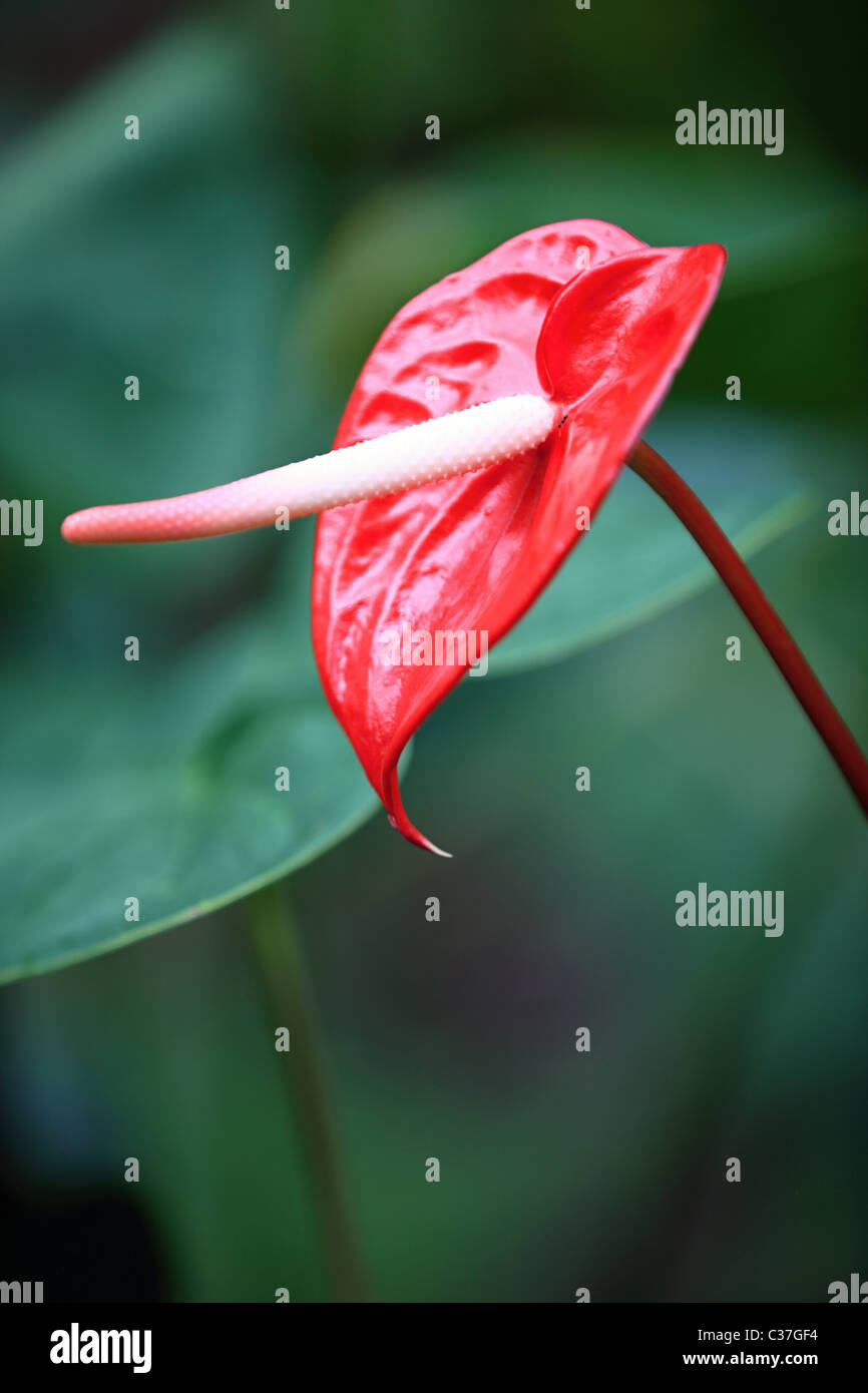 Anthurium flower in Sri Lanka Asia Stock Photo - Alamy